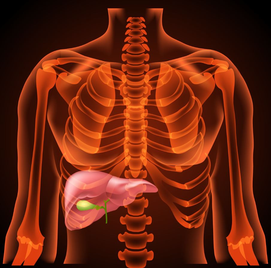 Blog - Para-Farmacia Bosciaclub - La dieta migliore per la colecisti ...